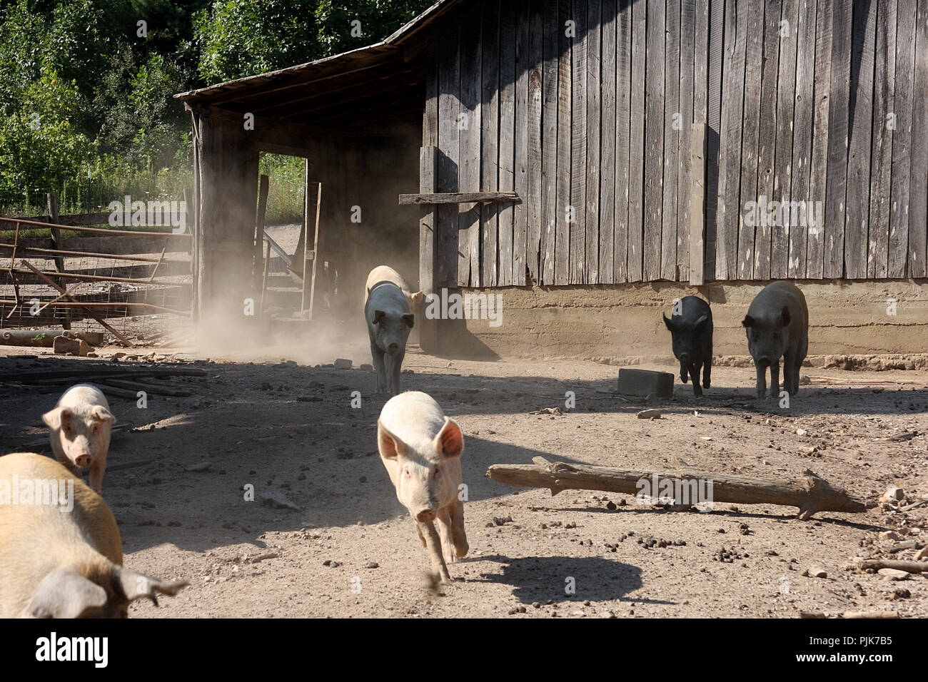 Pig farm in countryside Virginia, USA Stock Photo - Alamy