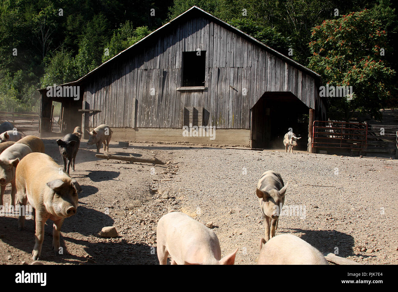 Pig farm in countryside Virginia, USA Stock Photo - Alamy