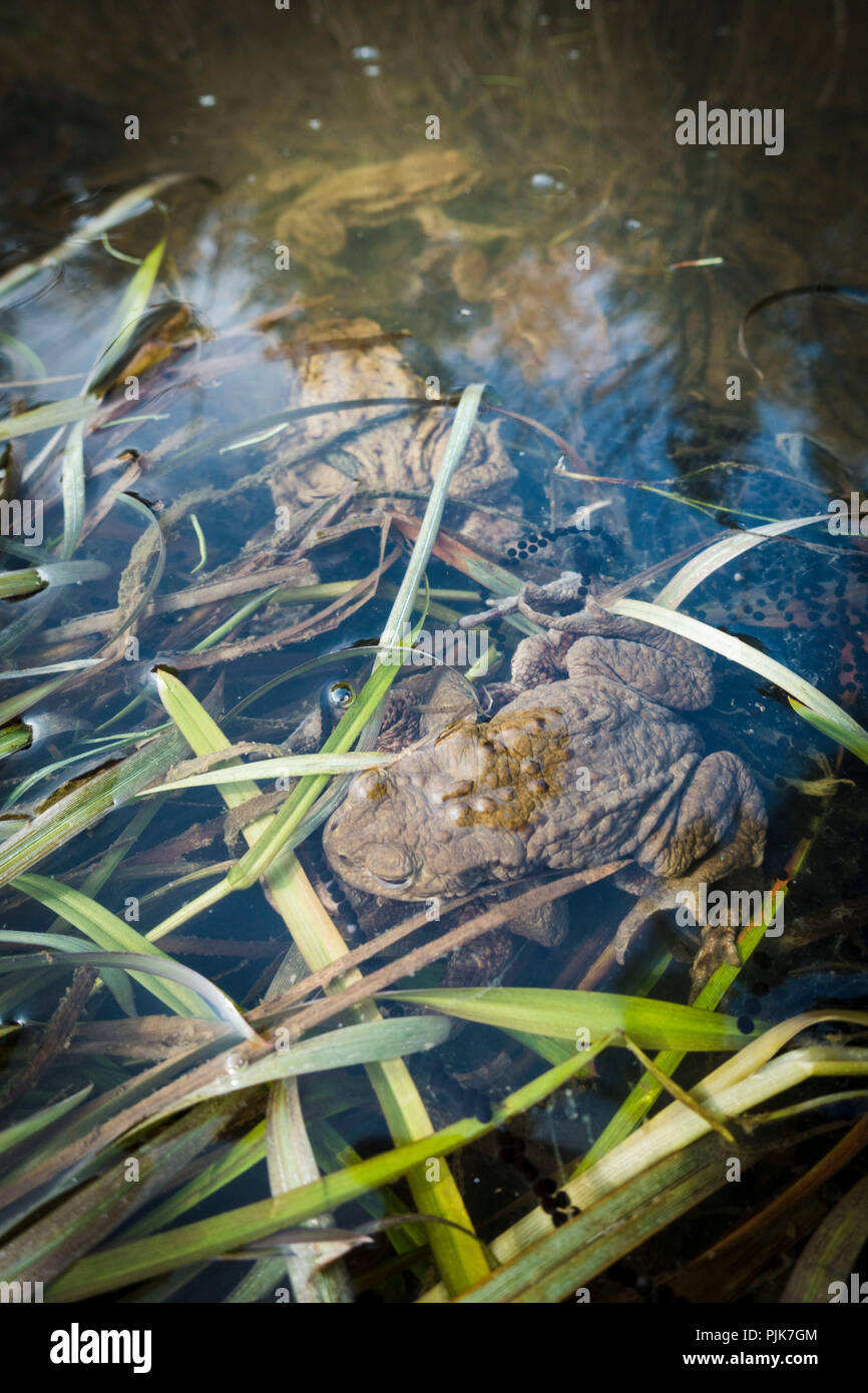Frog spawn water hi-res stock photography and images - Alamy