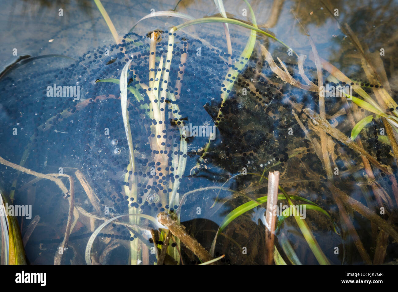 Toad spawn hi-res stock photography and images - Alamy