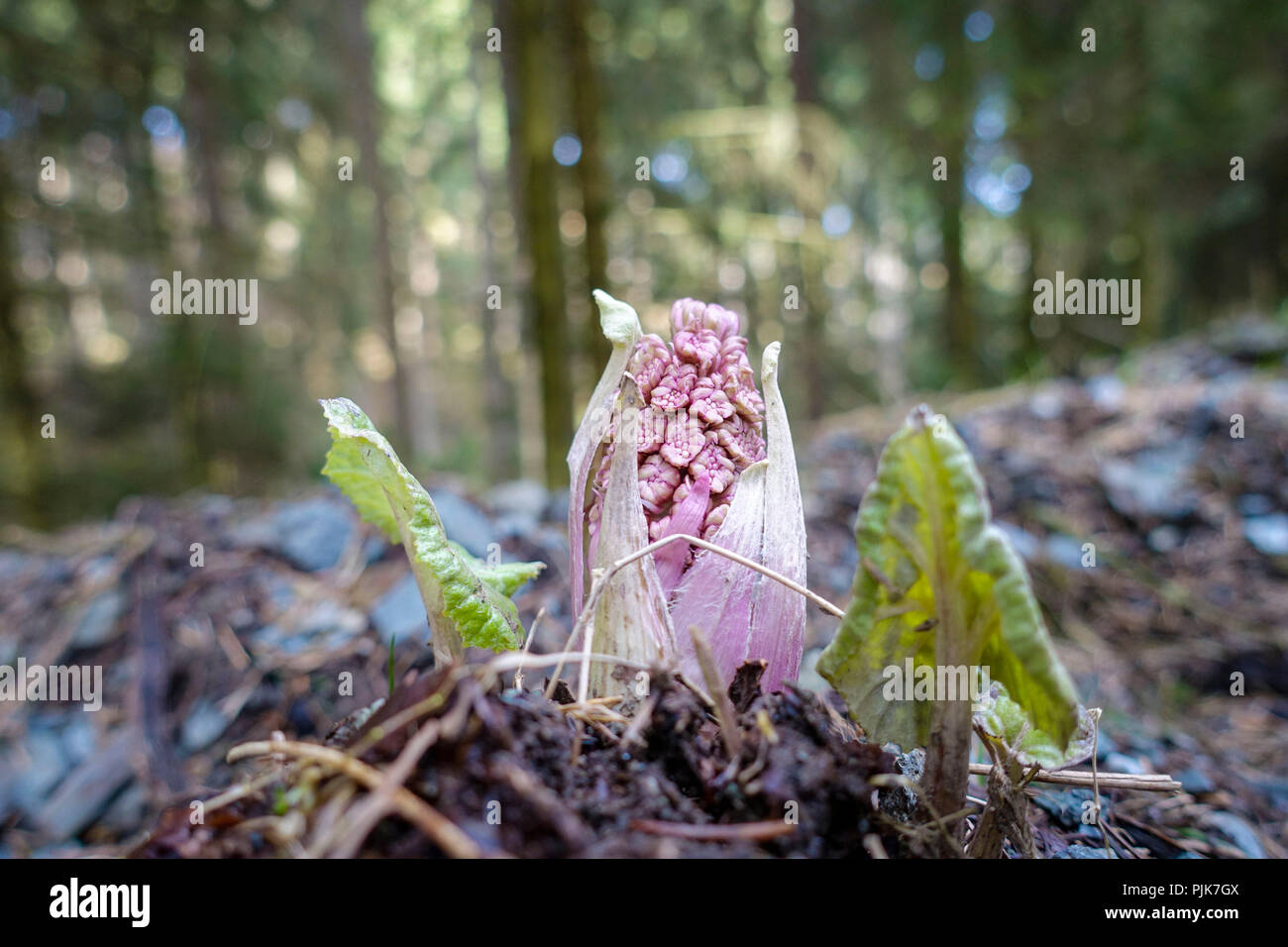 Petasites hybridus hi-res stock photography and images - Alamy
