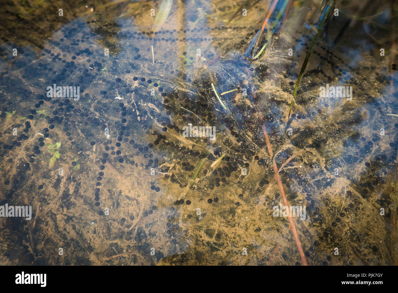 Toad spawn hi-res stock photography and images - Alamy