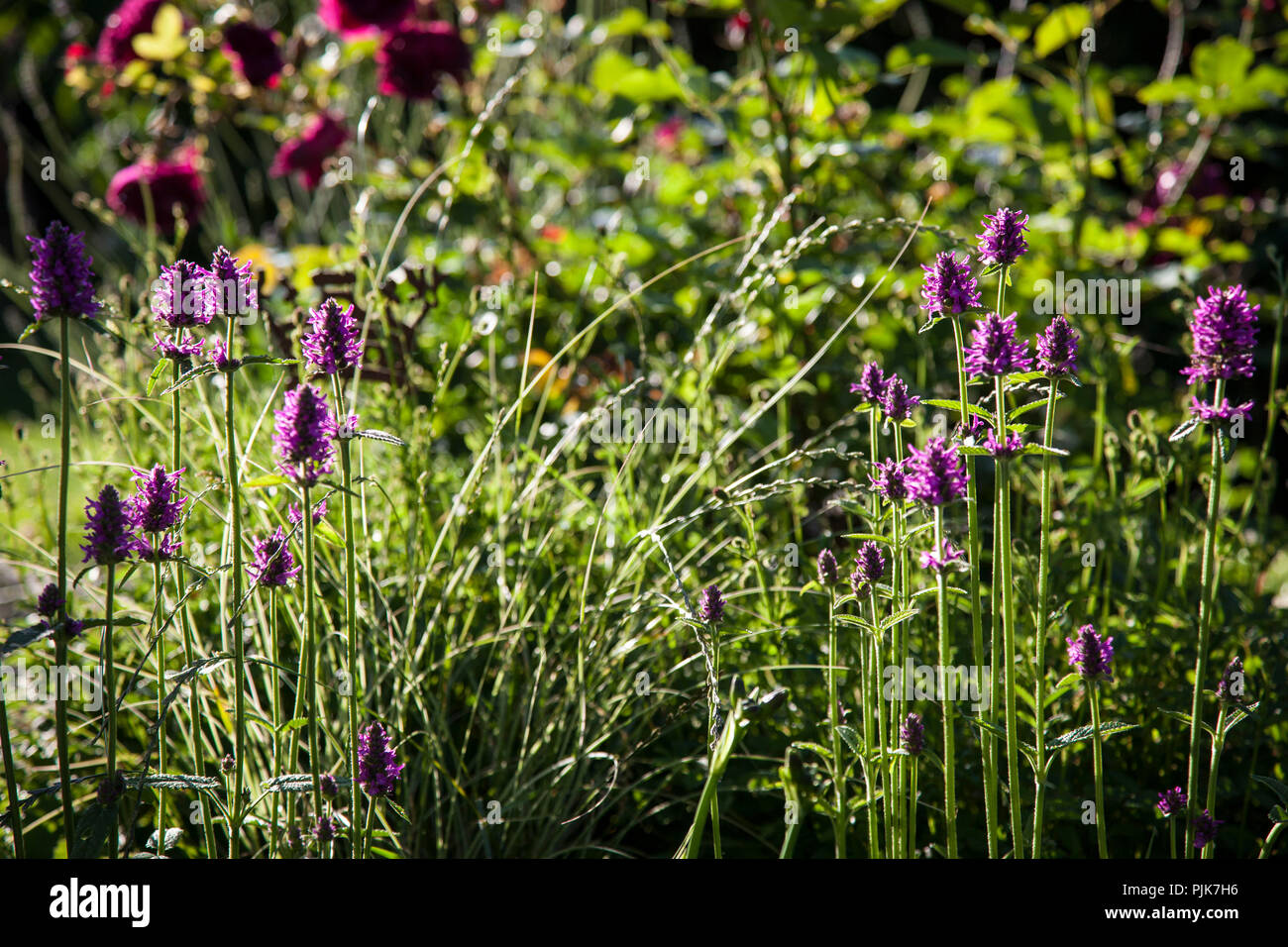Stachys officinalis hummelo hi-res stock photography and images - Alamy
