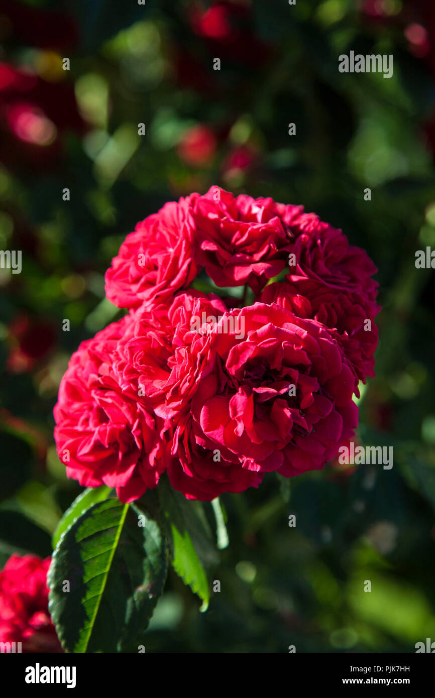 Flowering rambling rose 'Chevy Chase', Close-up Stock Photo - Alamy