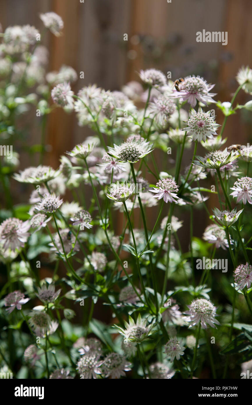 Astrantia blossoms hi-res stock photography and images - Alamy