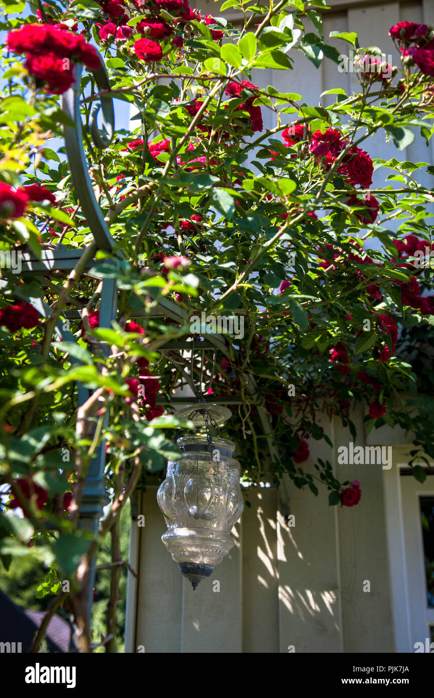 Climbing rose wall hi-res stock photography and images - Alamy