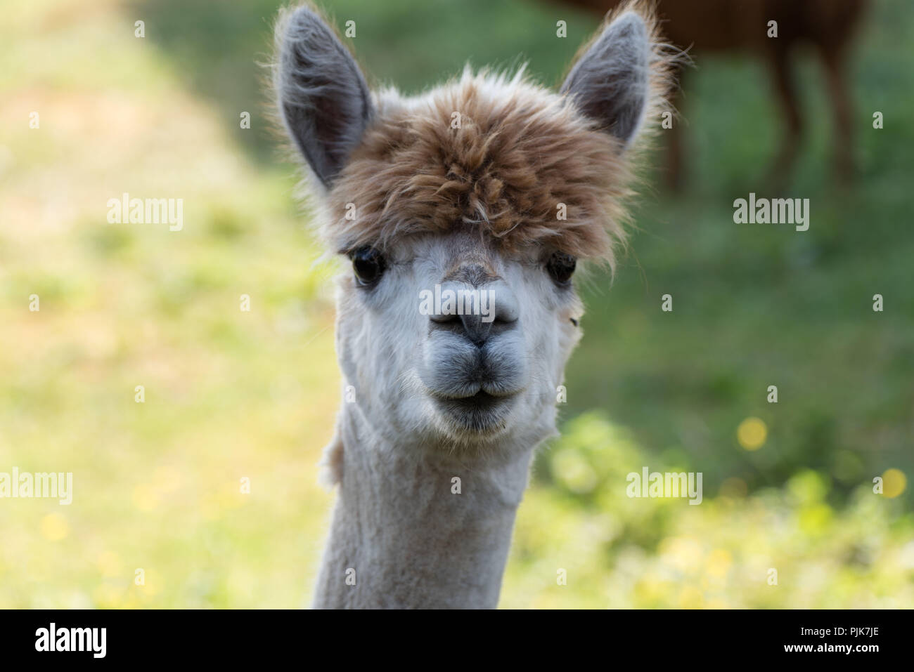 Alpaca hairstyle hi-res stock photography and images - Alamy