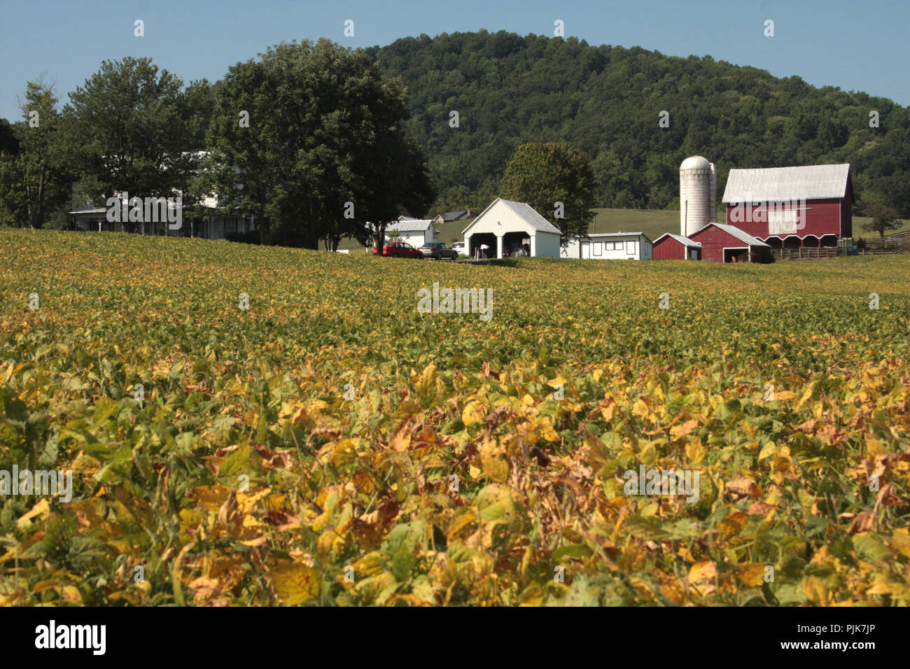 Farm in rural Virginia. Soybean culture Stock Photo - Alamy