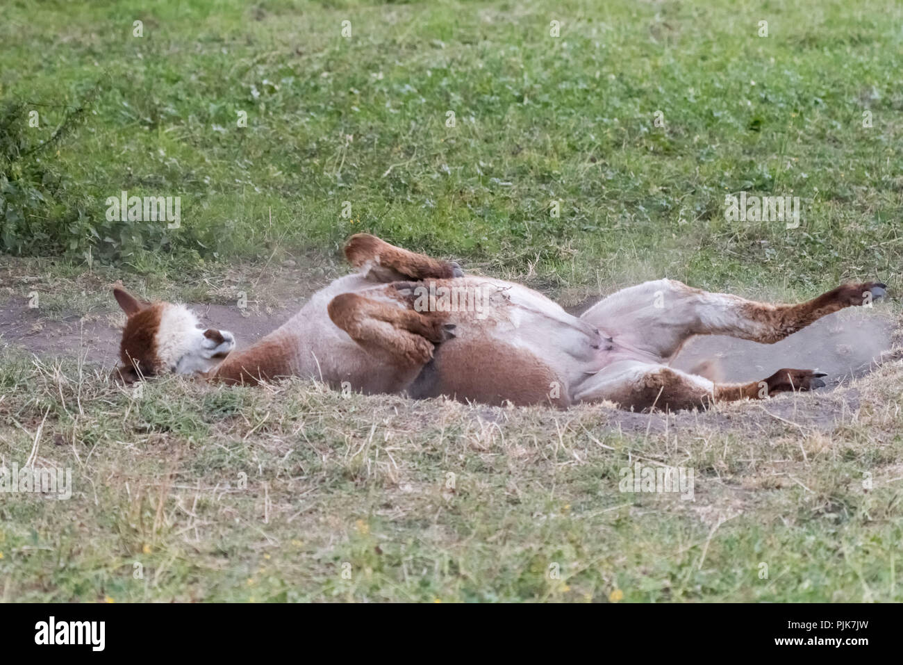 Alpaca rolls hi-res stock photography and images - Alamy