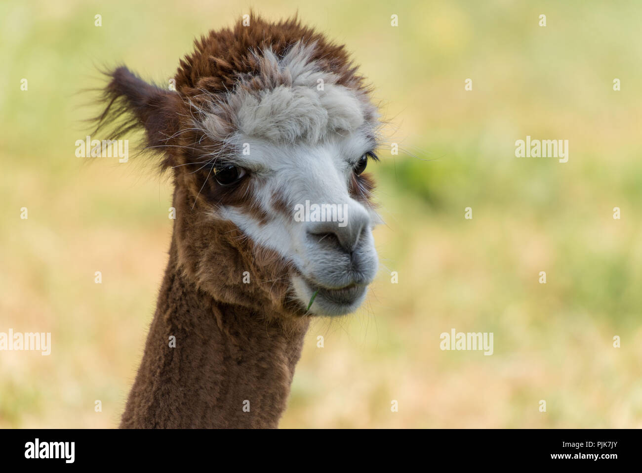 Alpaca portrait hi-res stock photography and images - Alamy