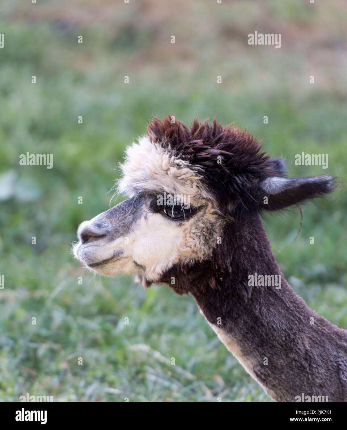 Side view of alpaca hi-res stock photography and images - Alamy