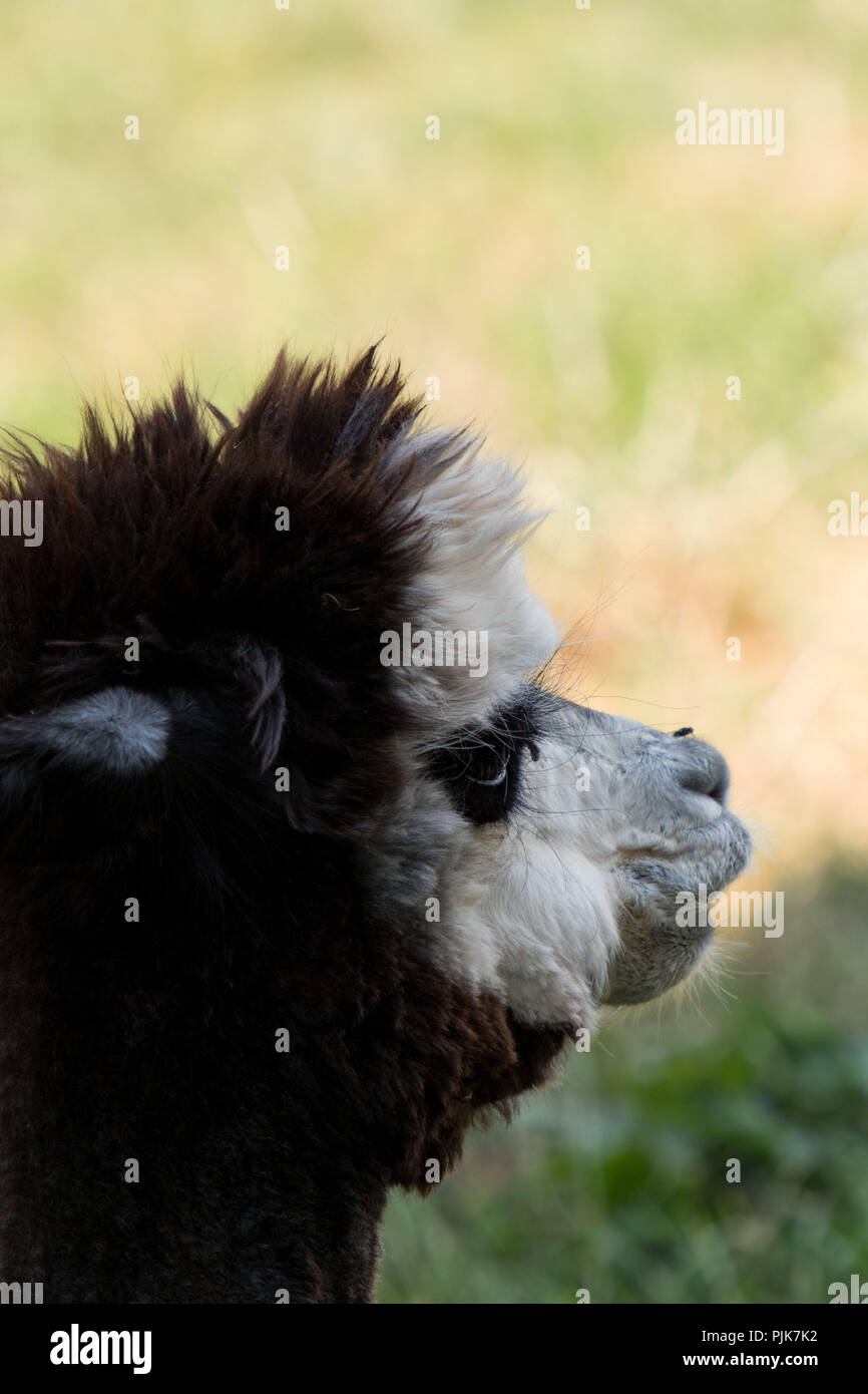 Side view of alpaca hi-res stock photography and images - Alamy