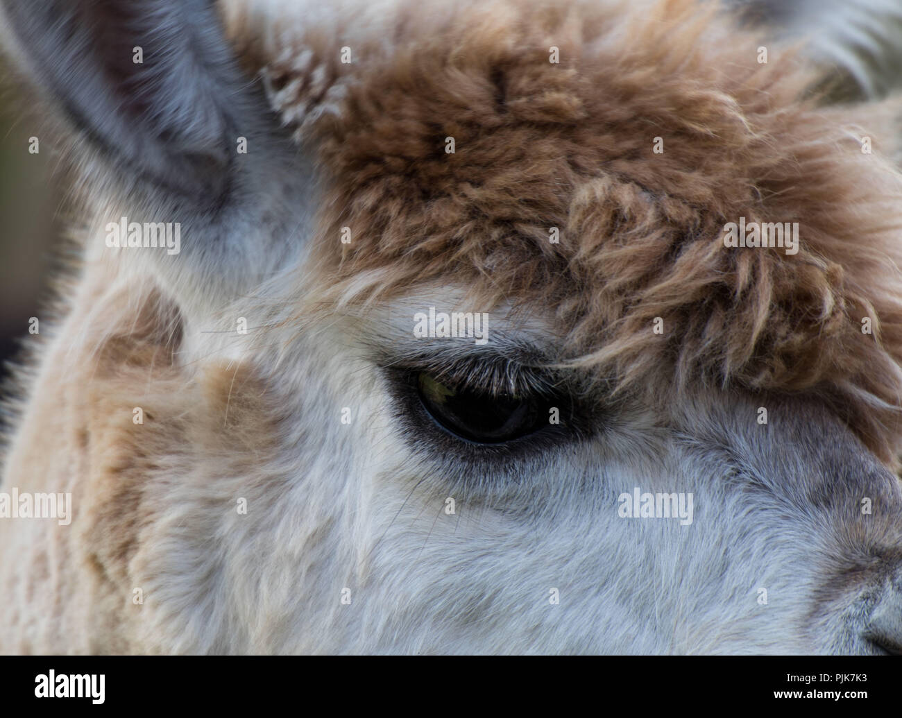 Close up alpaca hi-res stock photography and images - Alamy