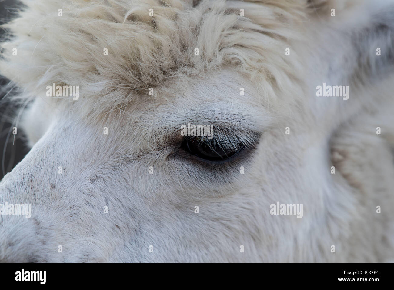 Close up alpaca eye hi-res stock photography and images - Alamy