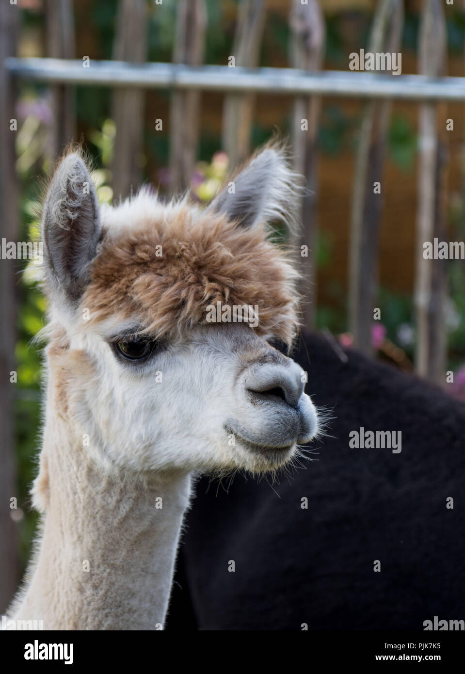 Perking up ones ears hi-res stock photography and images - Alamy