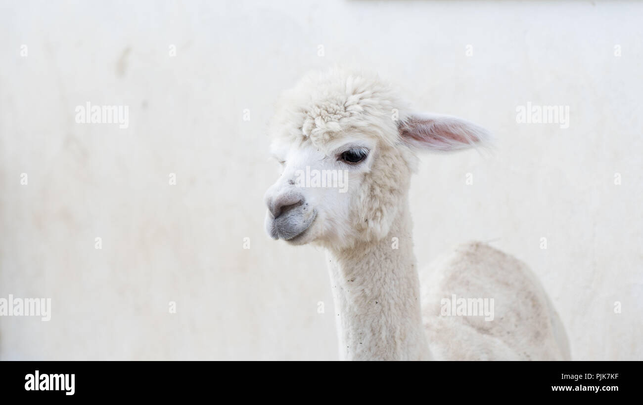 Alpaca portrait hi-res stock photography and images - Alamy