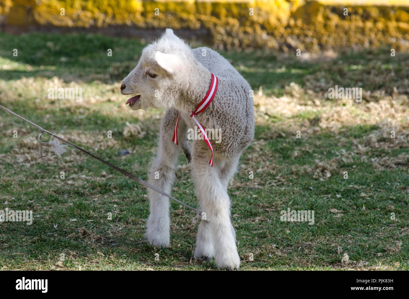 Happy sheep in the grass hi-res stock photography and images - Alamy