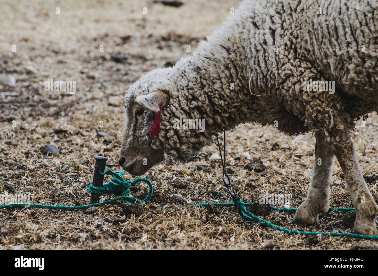 Face of a sheep ties to a stick on a farm Stock Photo - Alamy