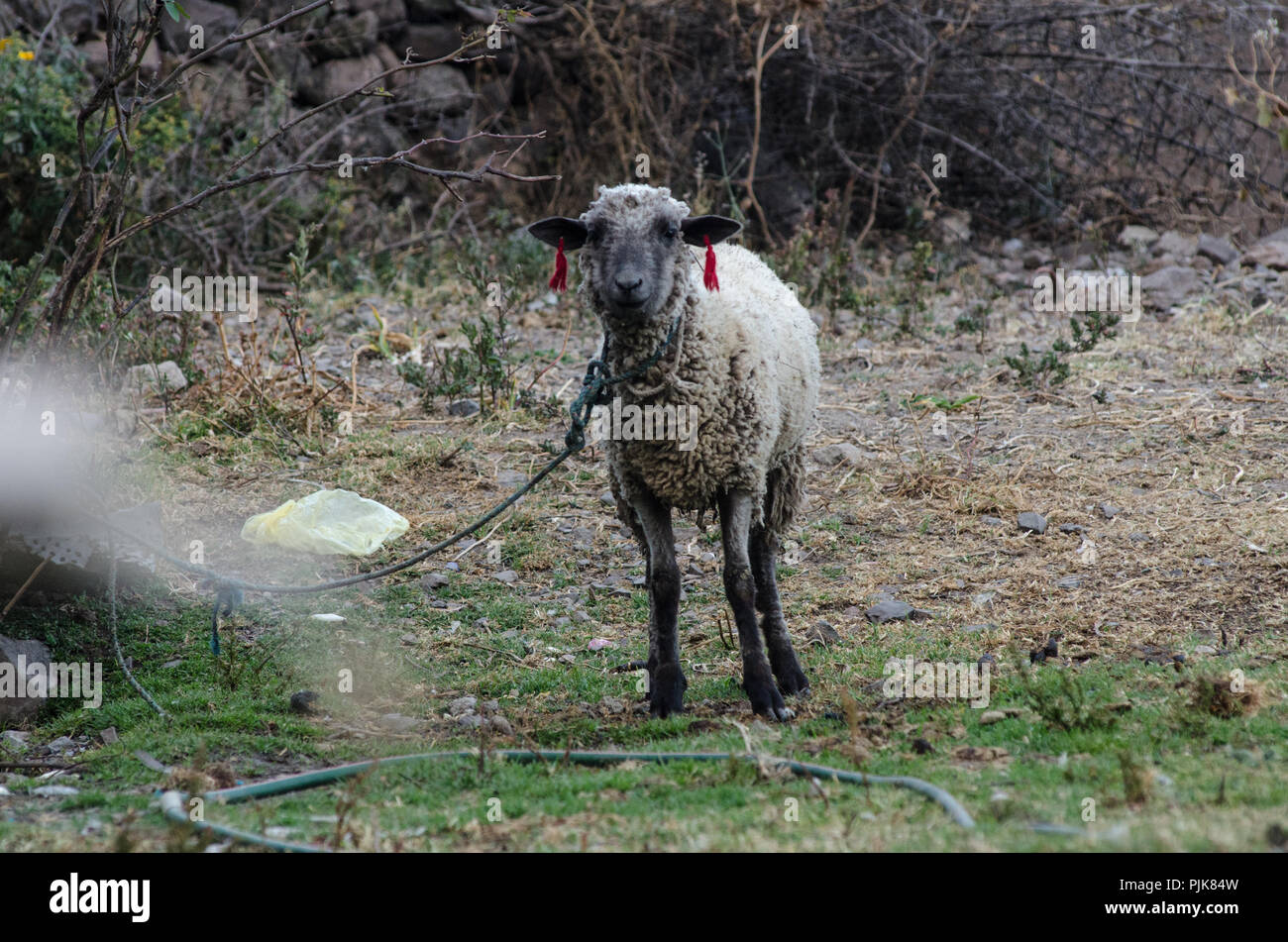 Face of a sheep ties to a stick on a farm Stock Photo - Alamy