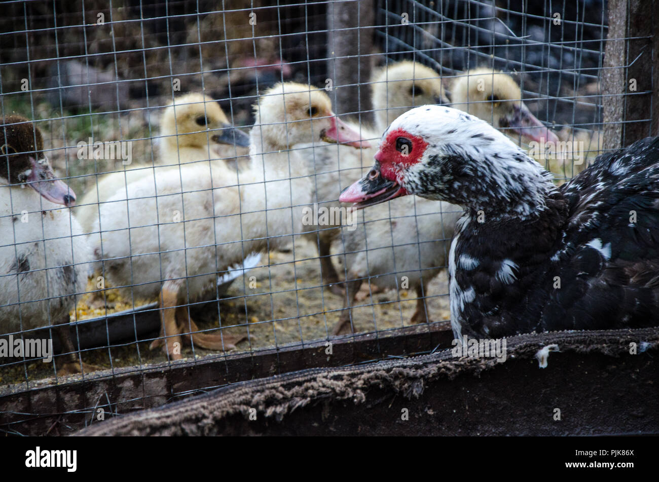 Duck with his lattice ducklings on a farm, photo taken in the town of ...