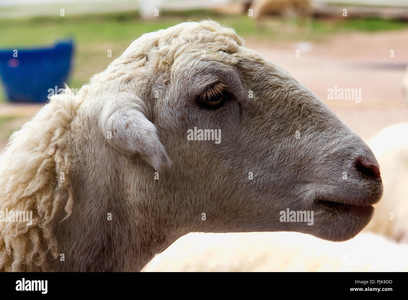 Sheeps eye hi-res stock photography and images - Alamy