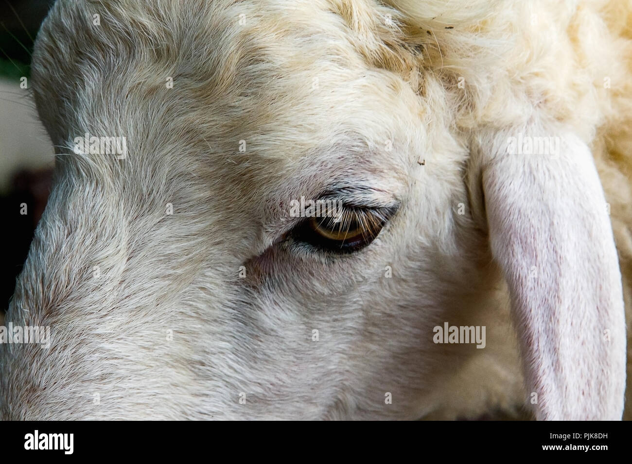 Sheeps eye hi-res stock photography and images - Alamy