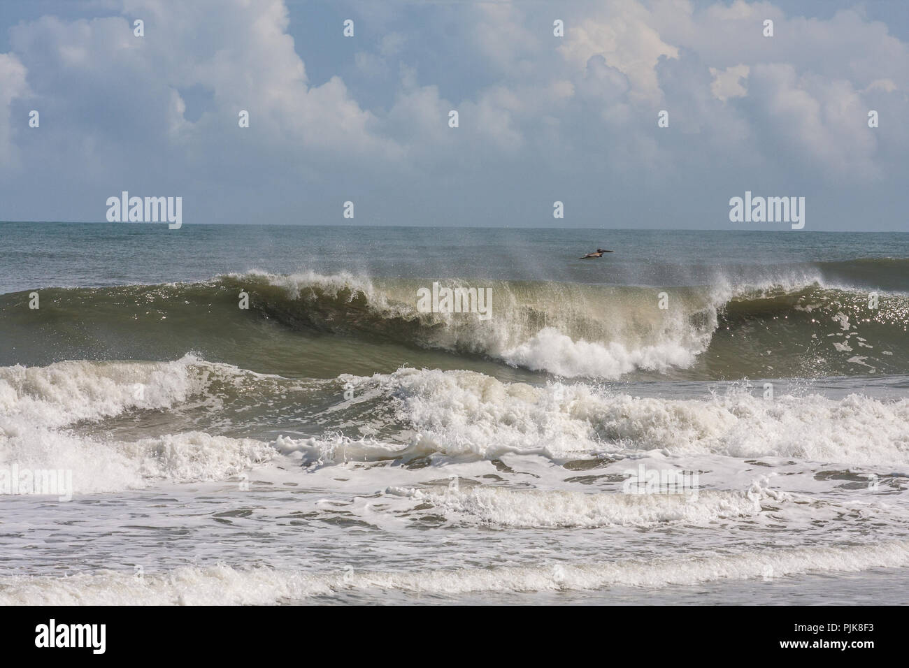 Browned Pelican flying over large Hurricane Joaquin swell in Rodanthe ...