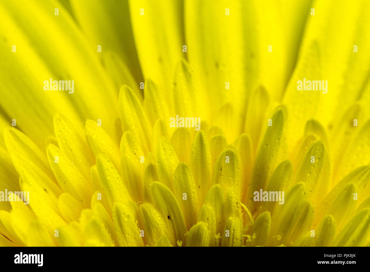 Yellow Gerbera Flower Stock Photo - Alamy