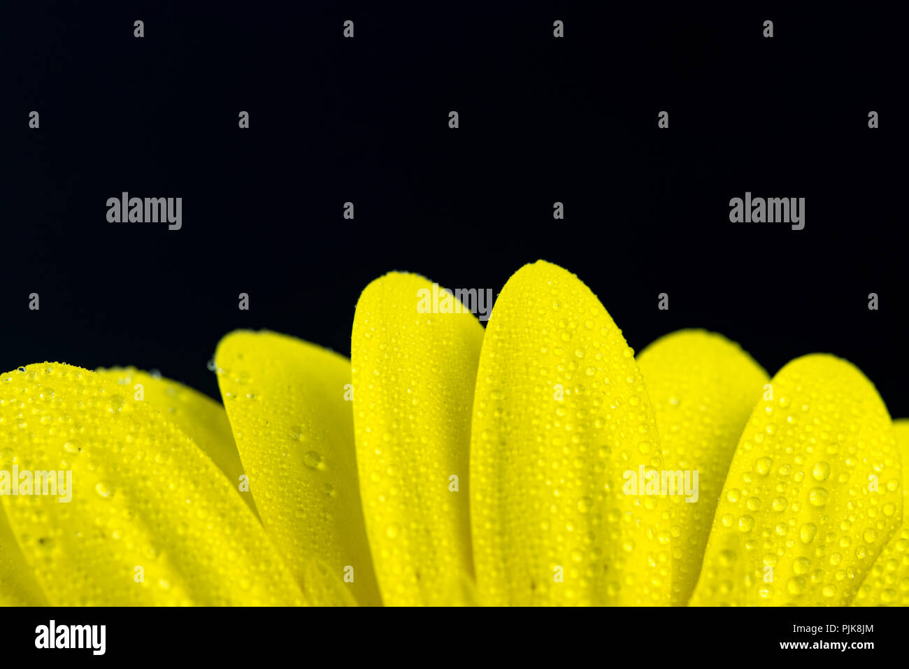 Yellow gerbera flower close up macro hi-res stock photography and ...
