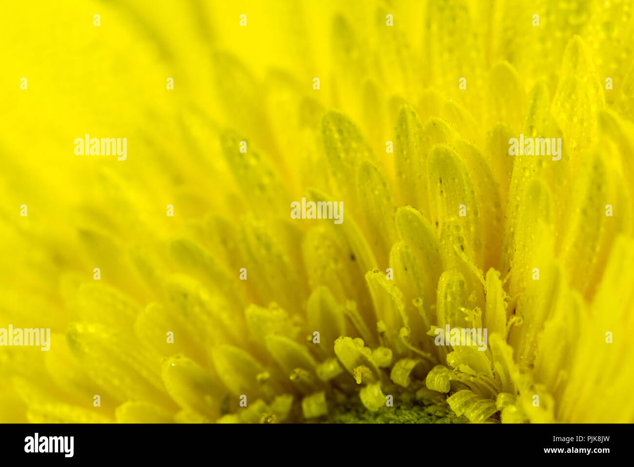 Close up gerbera daisy wallpaper hi-res stock photography and images ...