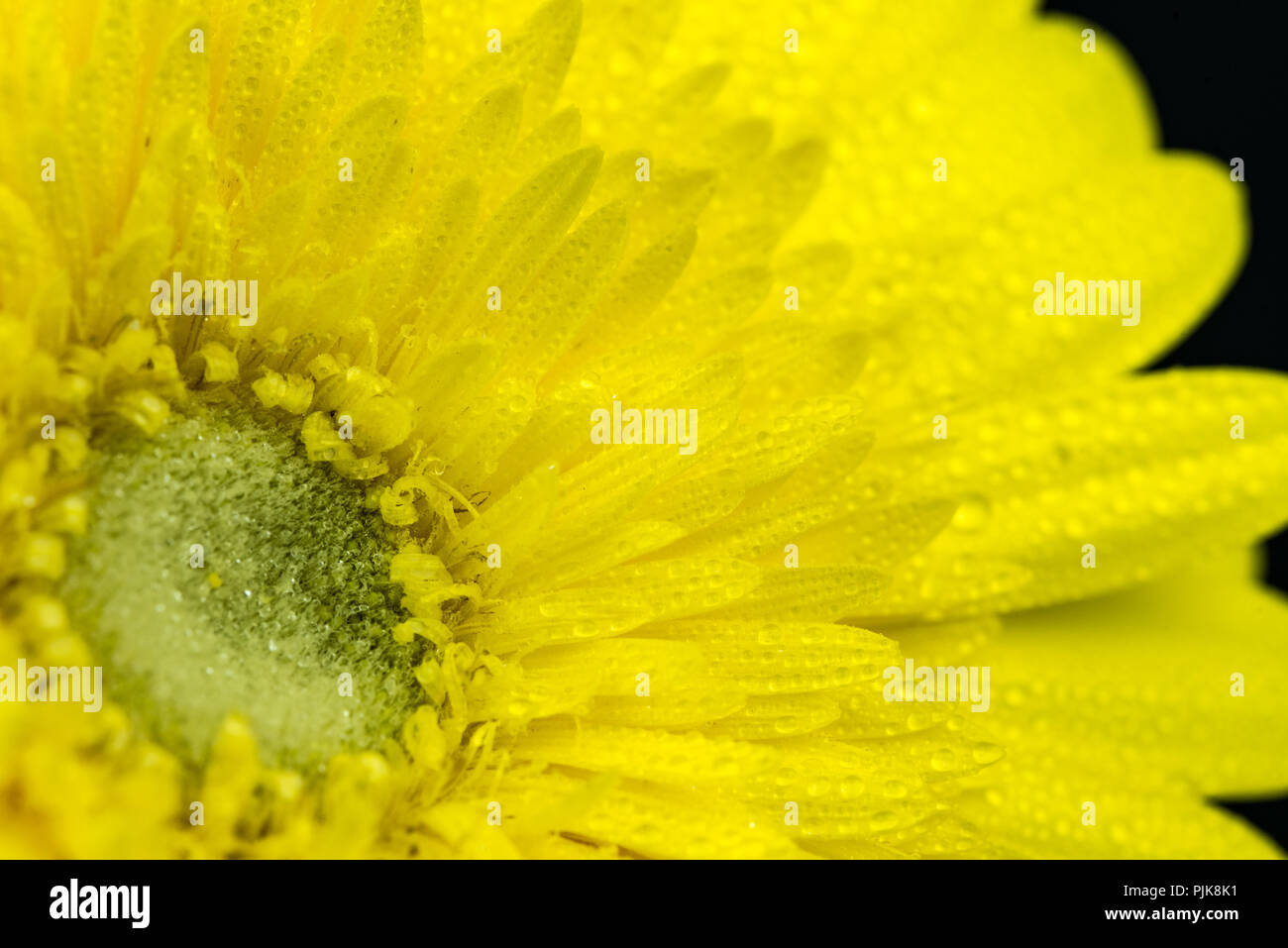 Close up gerbera daisy wallpaper hi-res stock photography and images ...