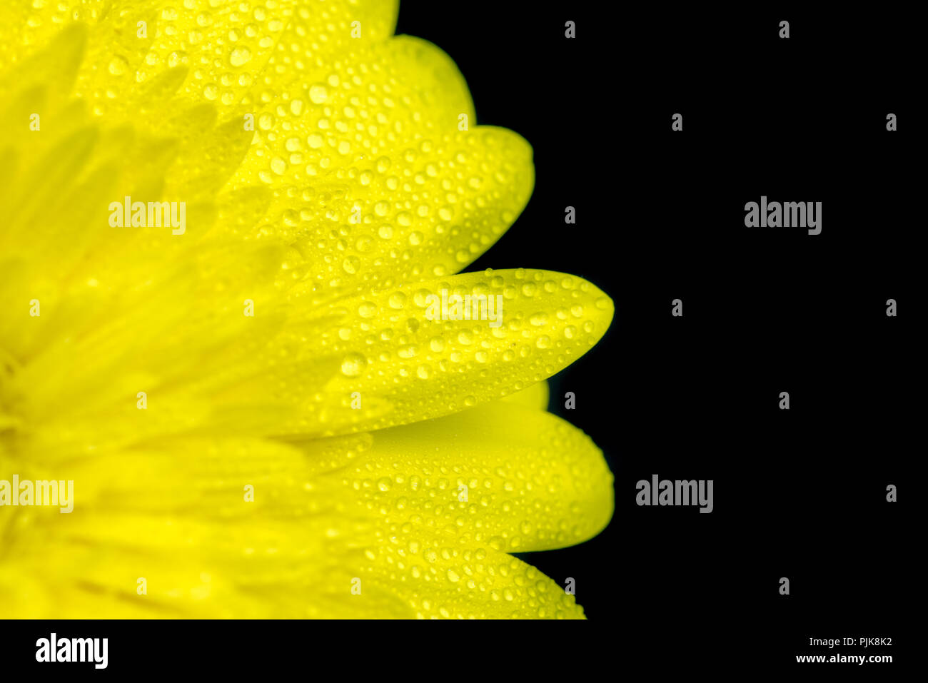 Yellow Gerbera Flower Stock Photo - Alamy