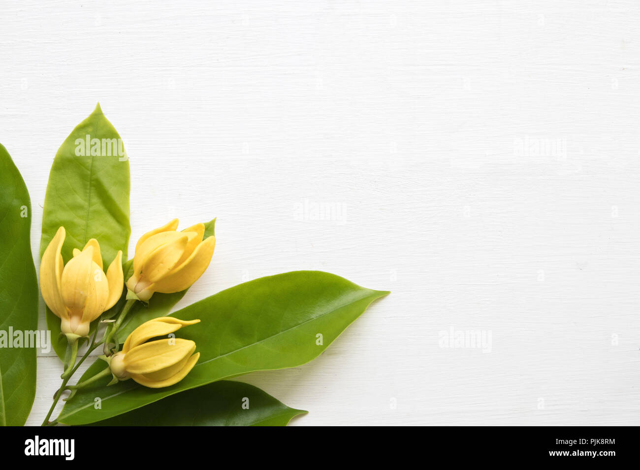 ylang ylang yellow flower of asia arrangement on background white Stock ...