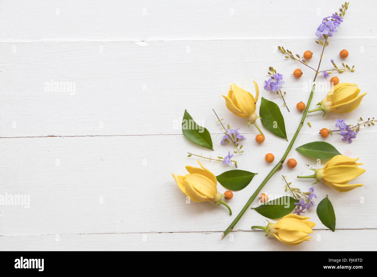 ylang ylang yellow flower of asia arrangement on background white Stock ...