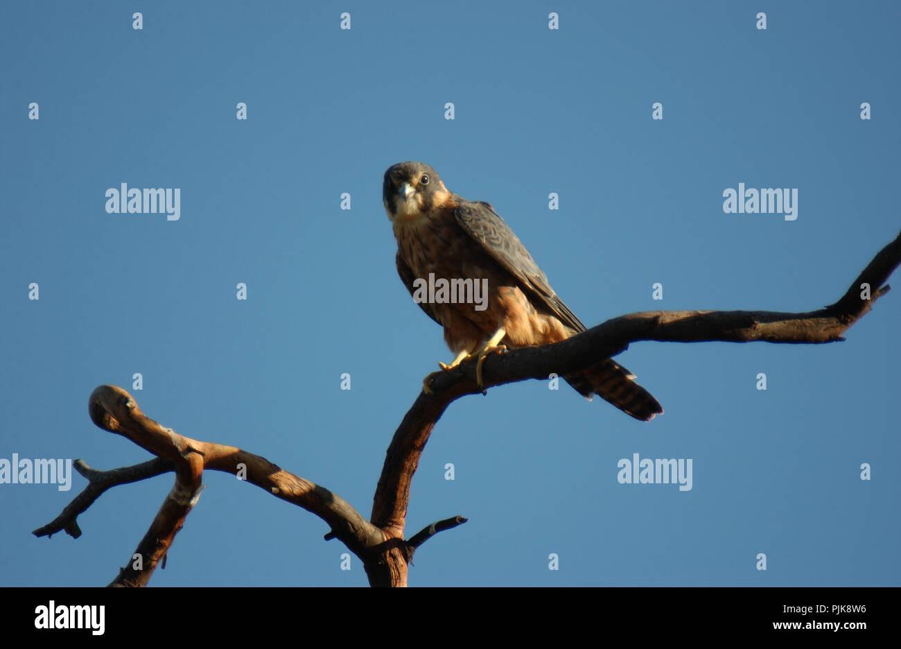 Falconidae hi-res stock photography and images - Alamy