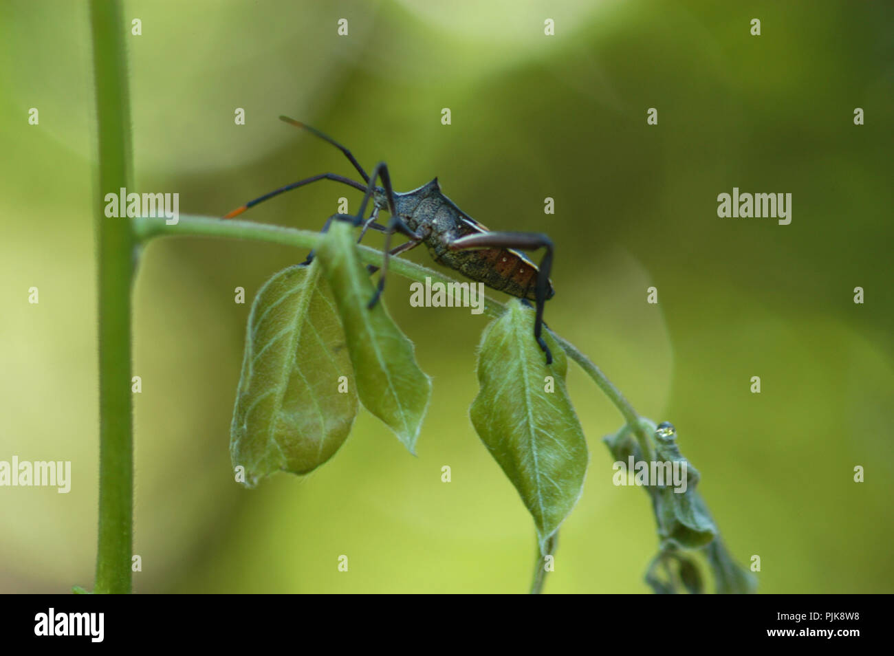 Crusader bug (Mictis profana) also known as the Holy Cross bug. Western ...