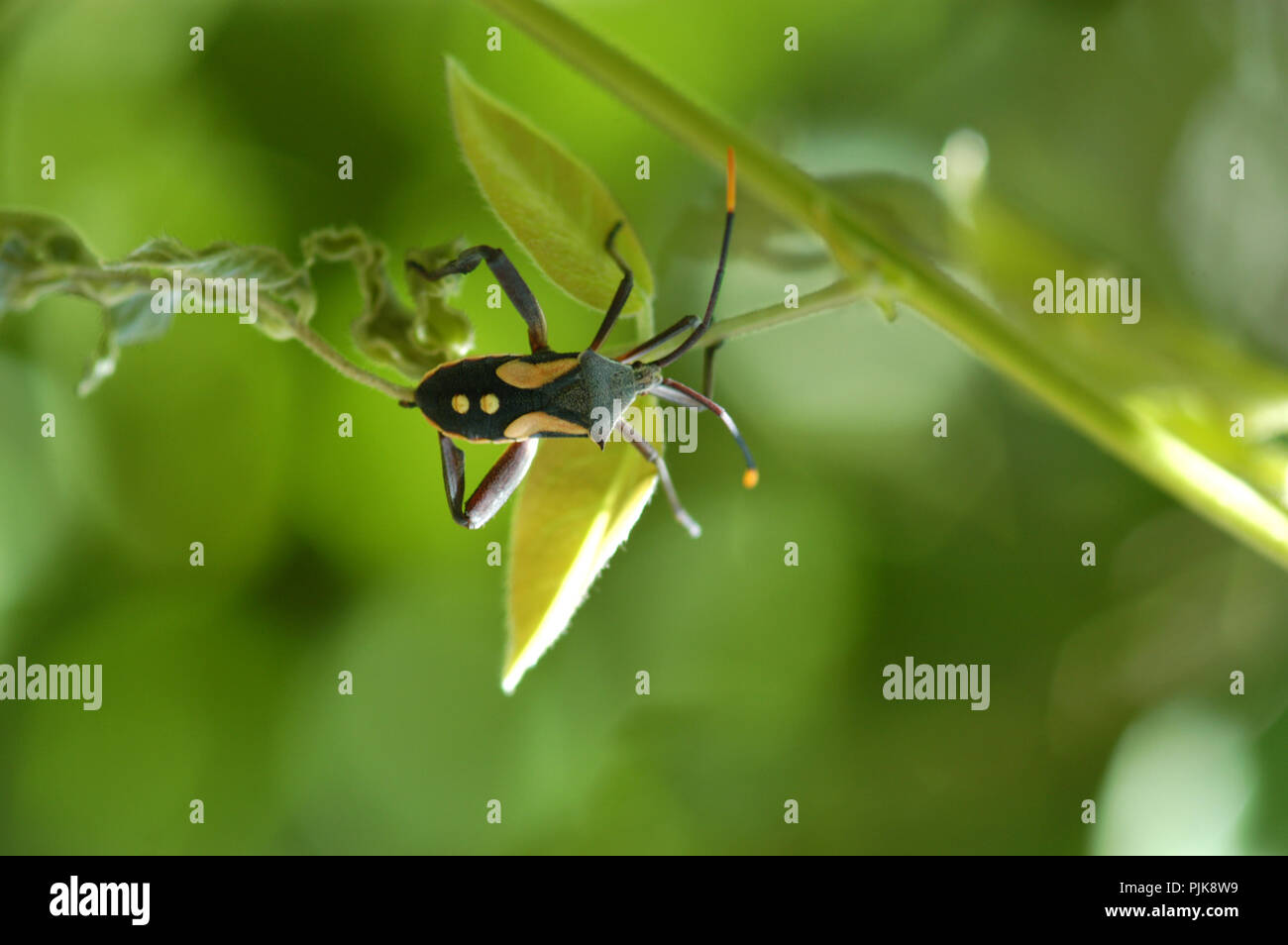 Crusader bug (Mictis profana) also known as the Holy Cross bug. Western ...