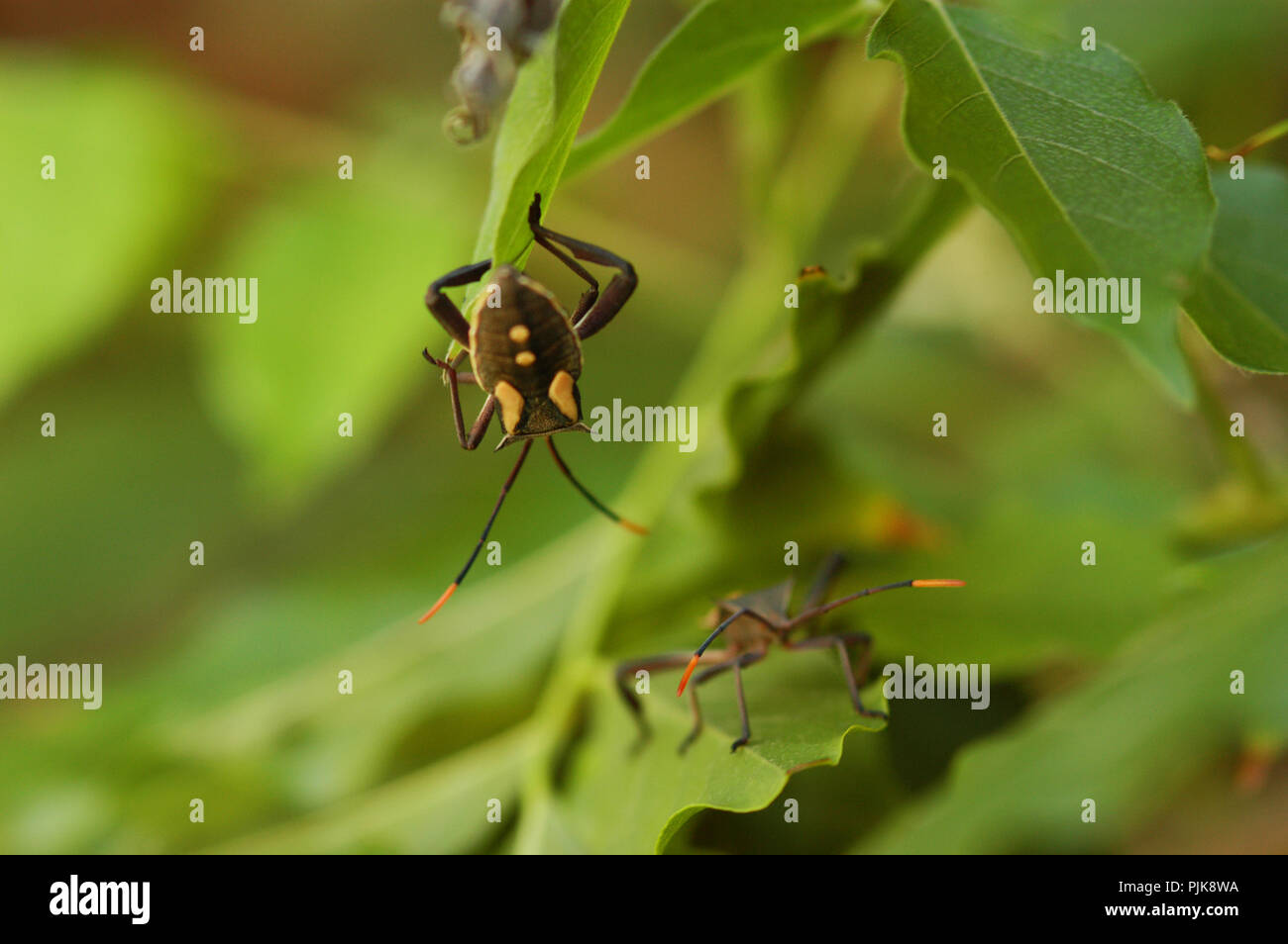 Crusader bug (Mictis profana) also known as the Holy Cross bug. Western ...