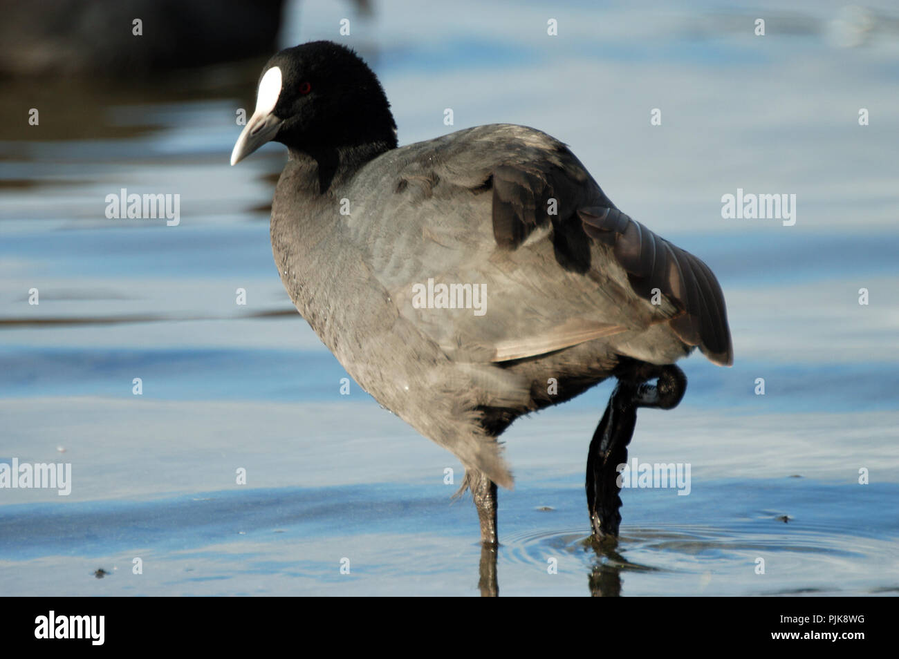 Australian waterbird hi-res stock photography and images - Alamy