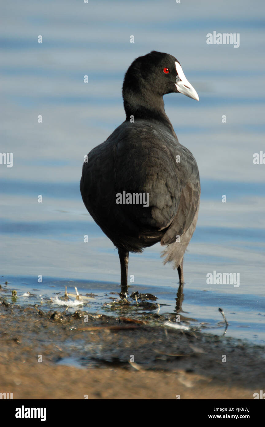 Eurasian coot (Fulica atra), also known as the common coot and is a ...