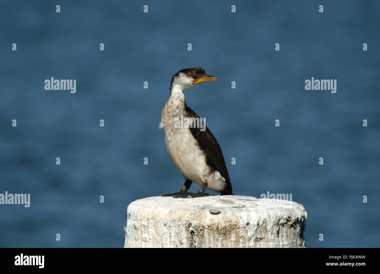 Shag bird australia hi-res stock photography and images - Alamy