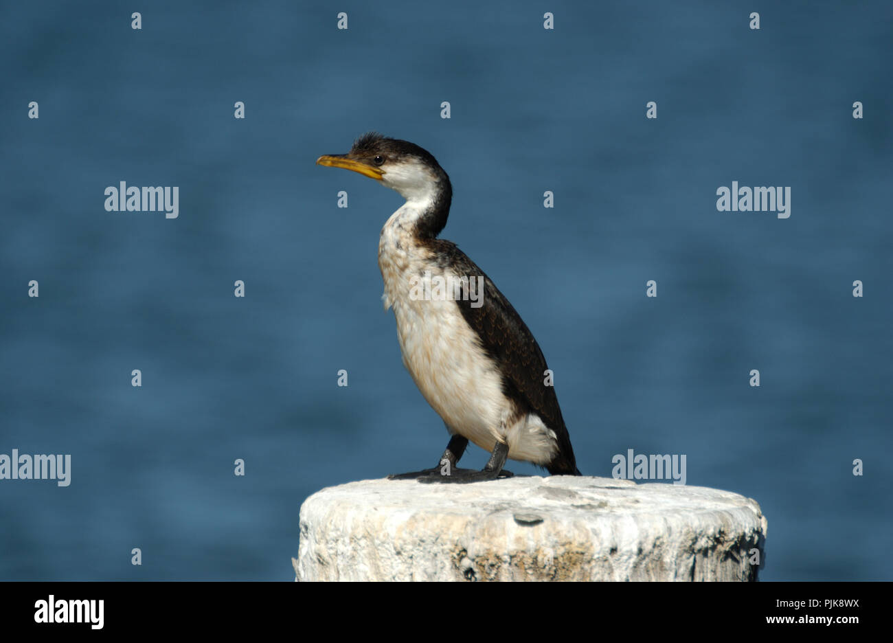 Australian shag hi-res stock photography and images - Alamy