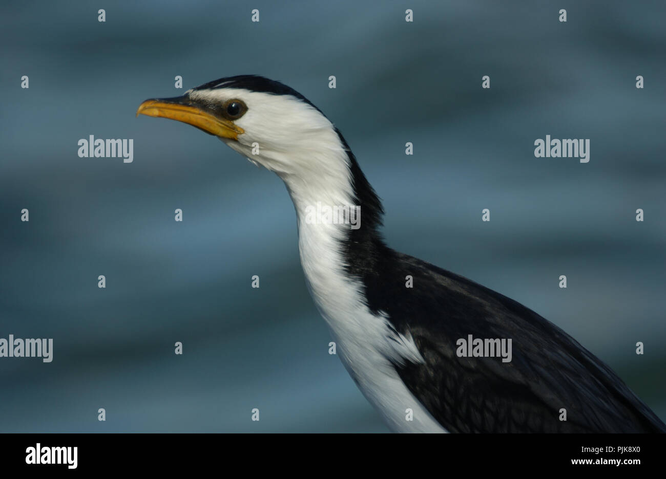 Shag bird australia hi-res stock photography and images - Alamy