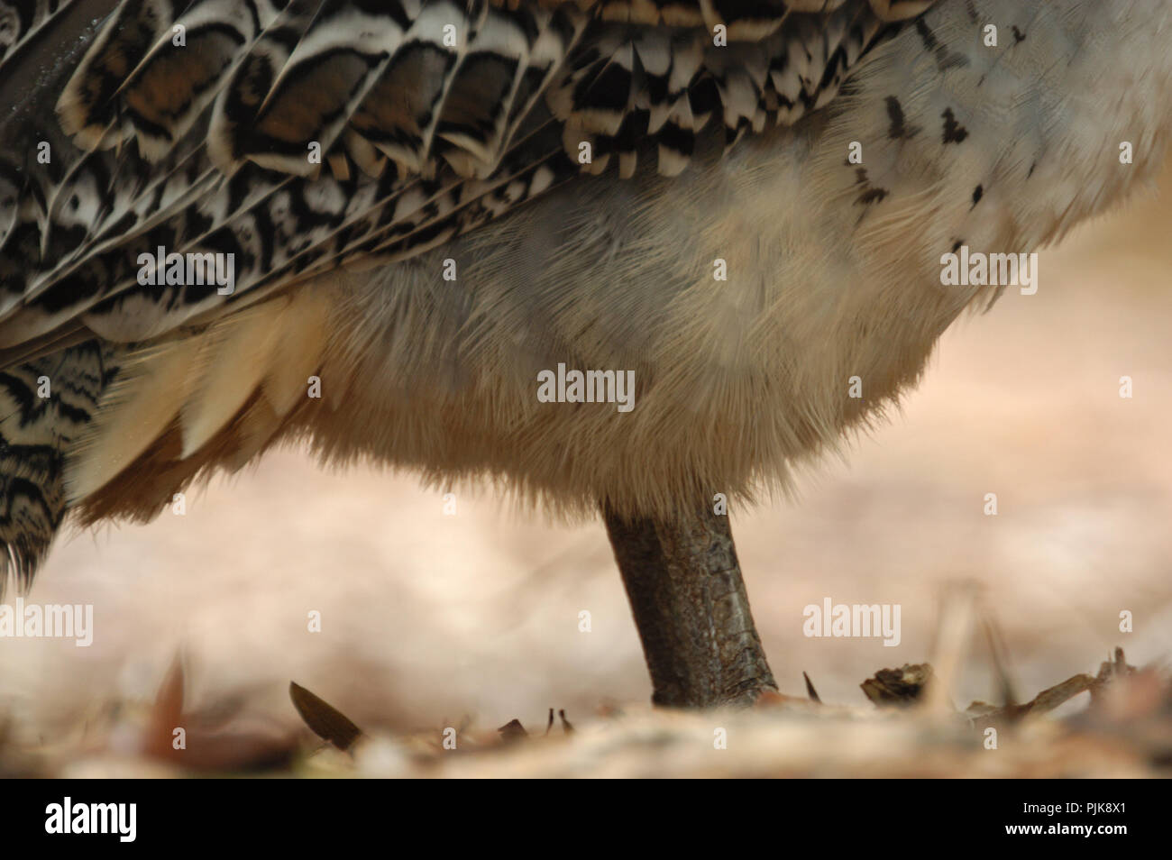 Malleefowl mound hi-res stock photography and images - Alamy
