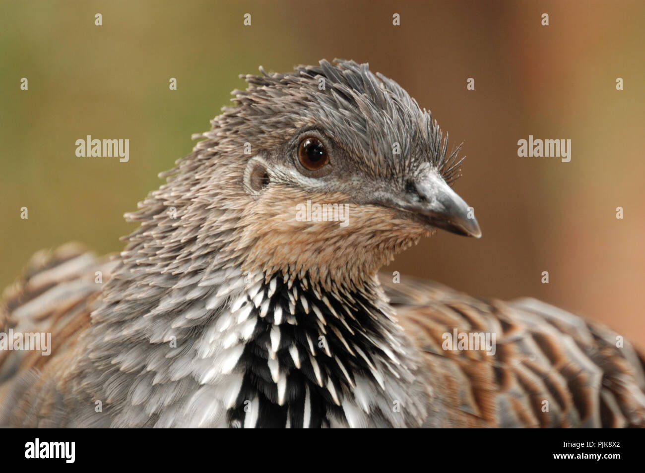 Malleefowl australia hi-res stock photography and images - Alamy