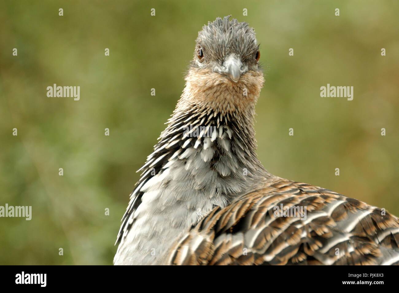Australian mallee fowl hi-res stock photography and images - Alamy