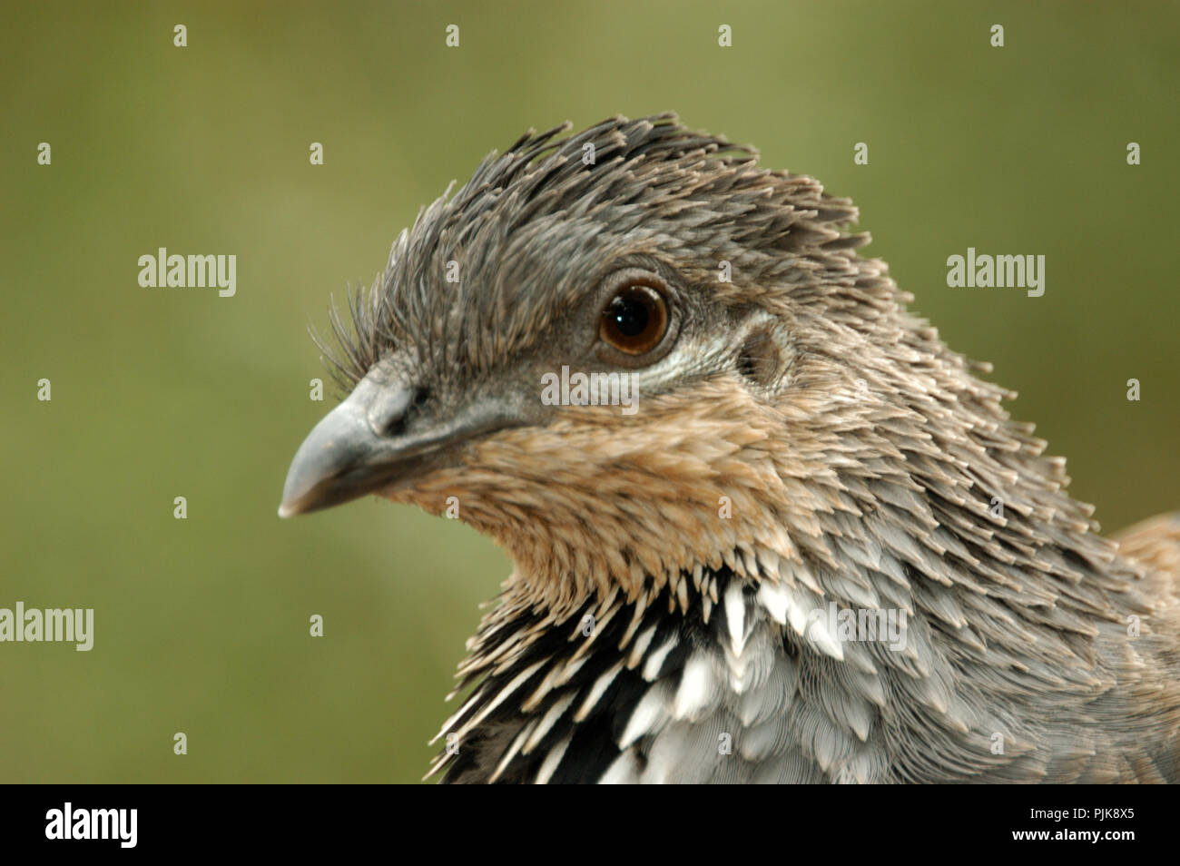 Australian ground dwelling bird hi-res stock photography and images - Alamy