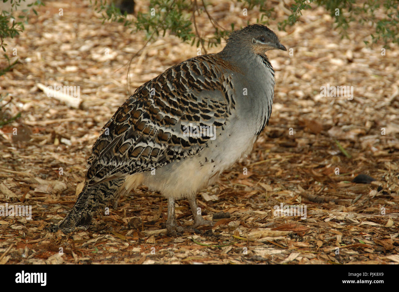 Mallee scrub hi-res stock photography and images - Alamy