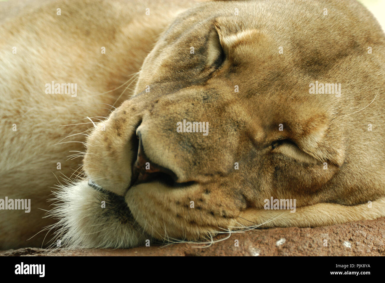 Lioness (Panthera leo) sleeping Stock Photo - Alamy