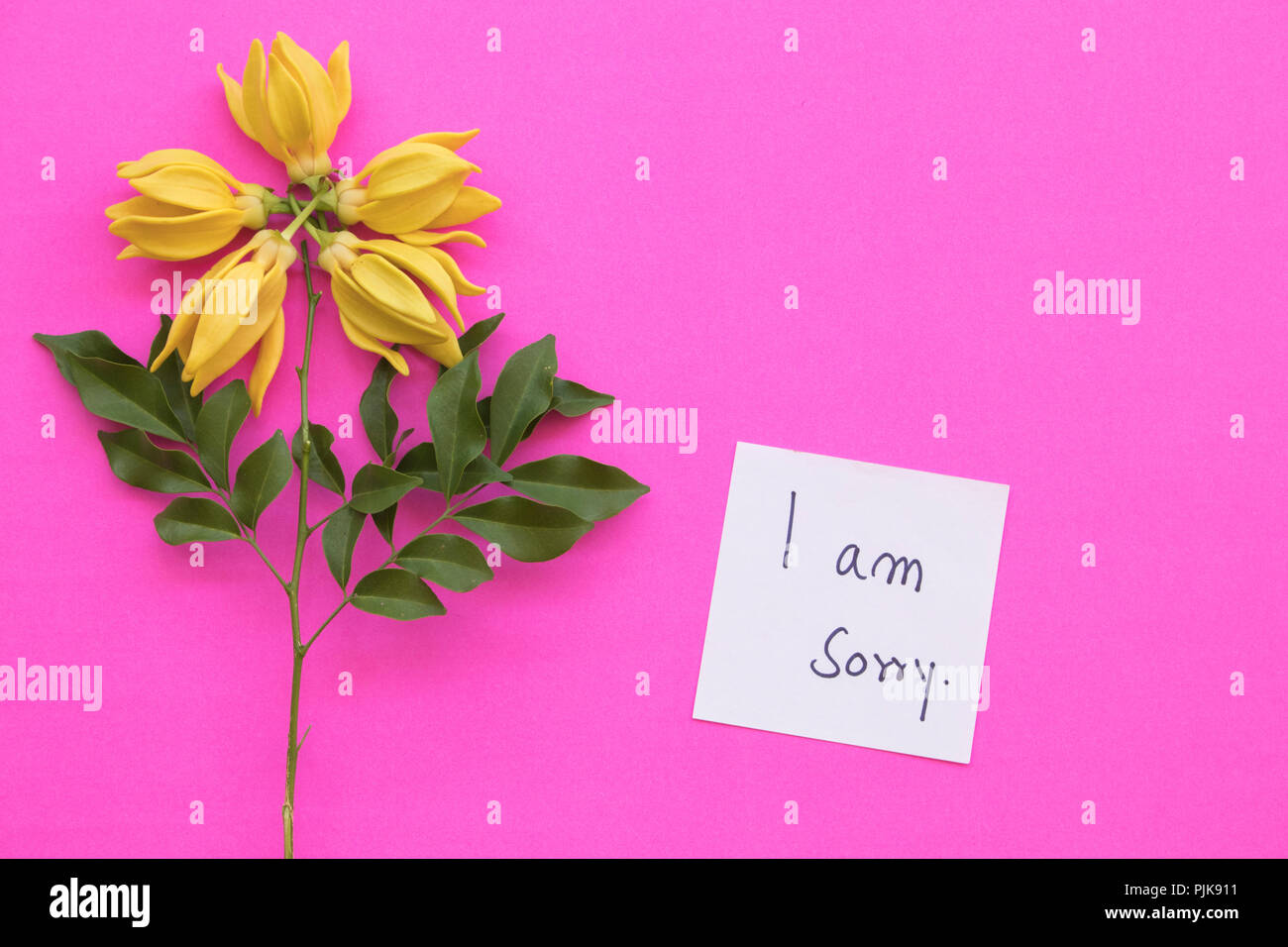I am sorry hi-res stock photography and images - Alamy
